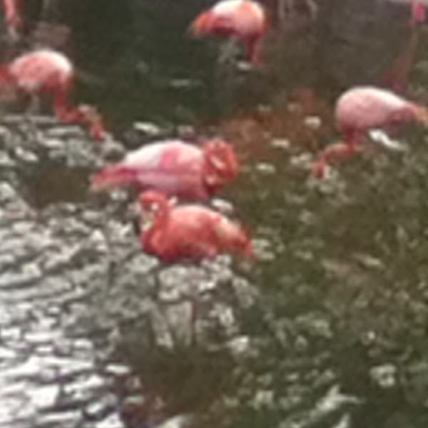 Flamingo | Project Noah