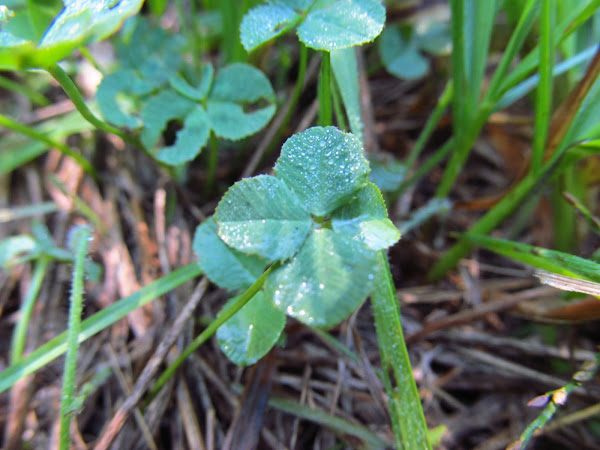 Four-leaf clover (White Clover) | Project Noah