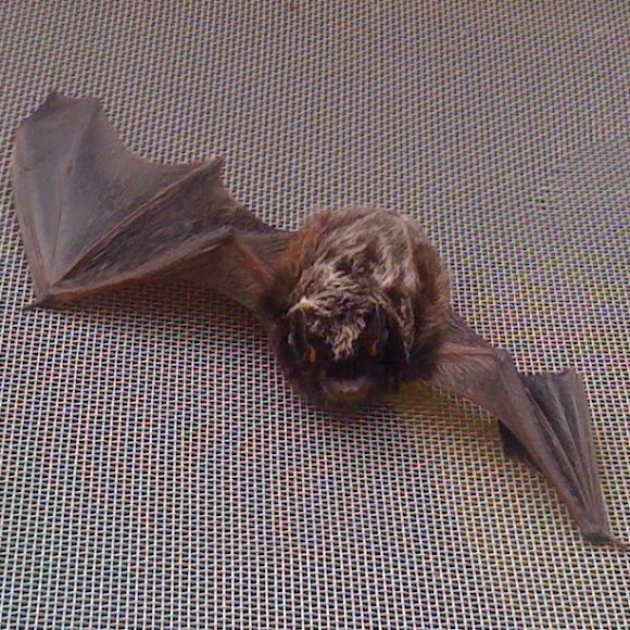 Fruit Bat | Project Noah