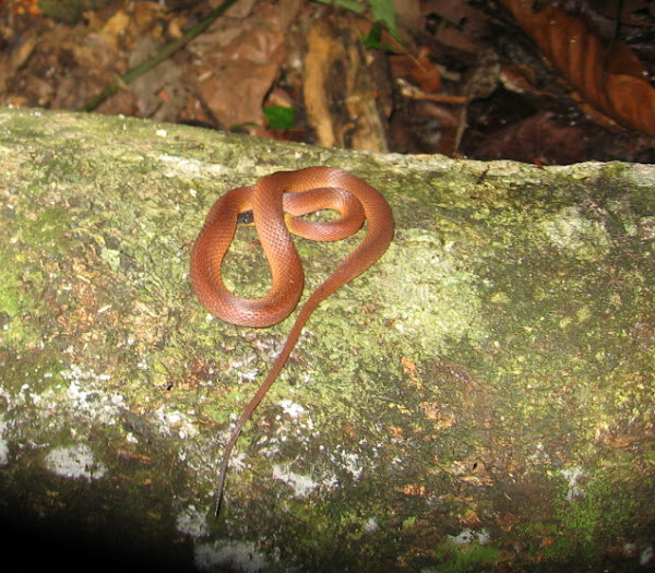 Red-Coffee Snake | Project Noah