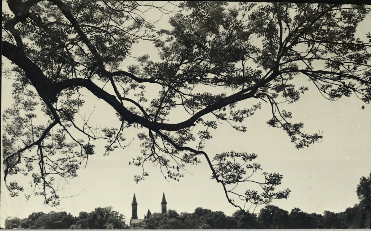 Bot Tree Various Wooland Forest — Google Arts & Culture