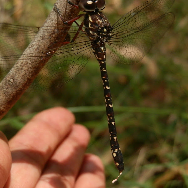 Multi-spotted Darner - ♀ | Project Noah