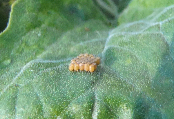 Southern green stink bug. Pupa chinche verde | Project Noah