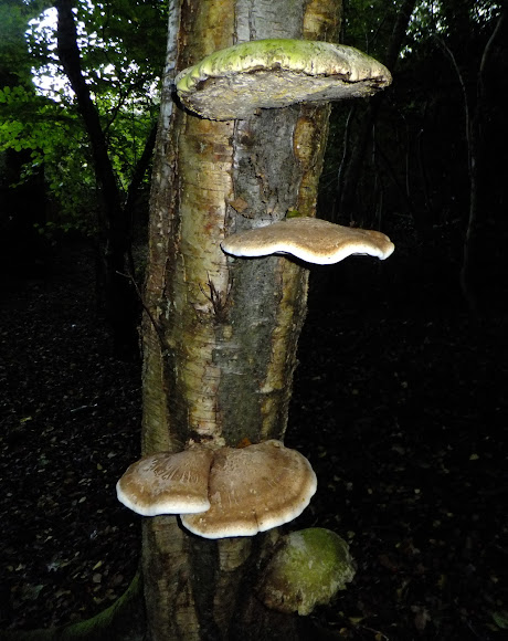 Birch polypore | Project Noah