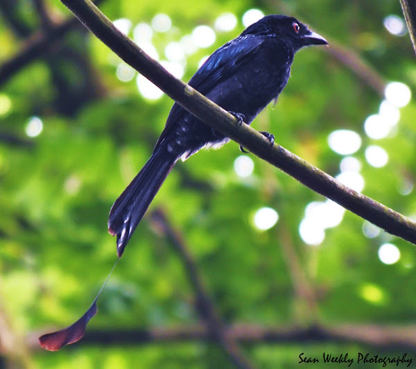 Greater Racket-Tailed Drongo | Project Noah