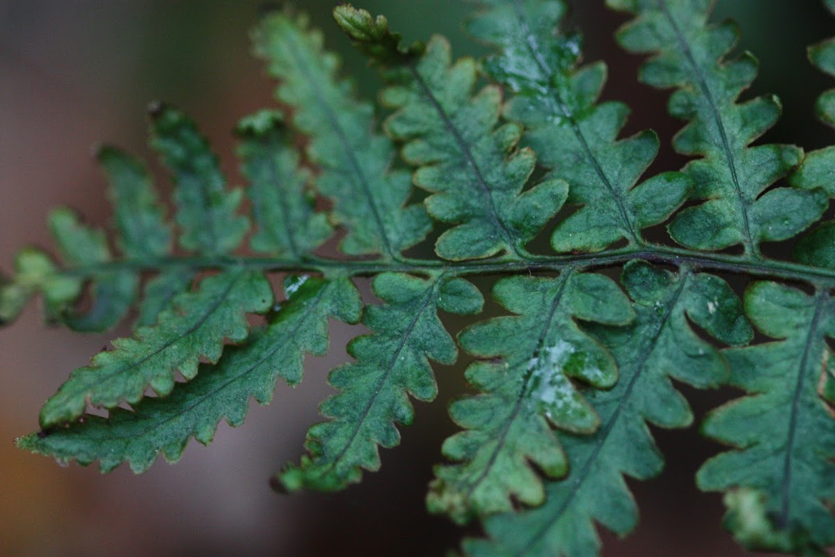 Korean rock fern | Project Noah