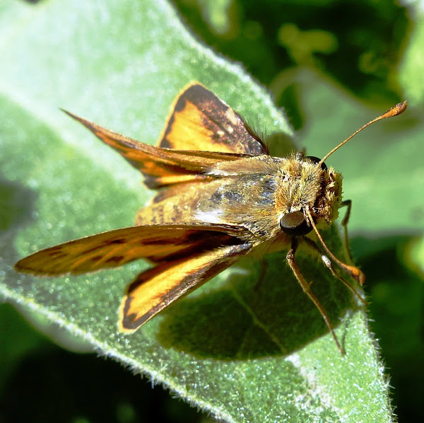 Fiery Skipper | Project Noah