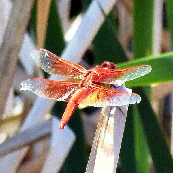 Flame Skimmer | Project Noah