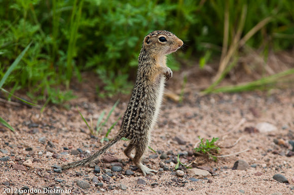 Thirteen-lined Ground Squirrel | Project Noah