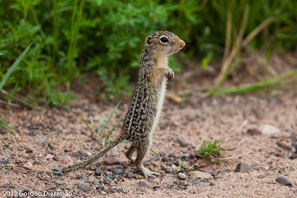 Thirteen-lined Ground Squirrel | Project Noah