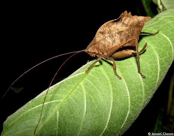 Dead-leaf katydid | Project Noah
