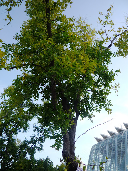 Jinjolero | Project Noah