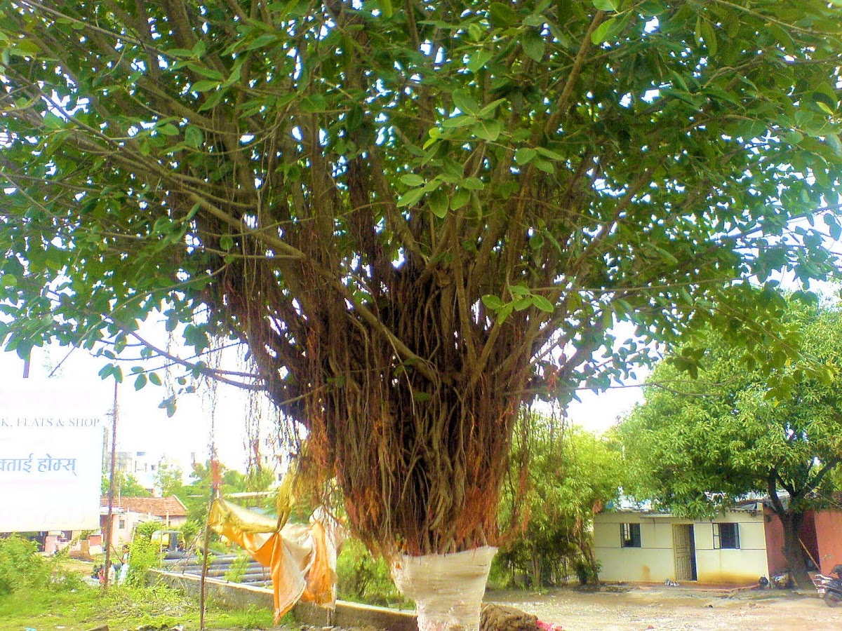 Vat Vriksha (Banyan Tree) | Project Noah