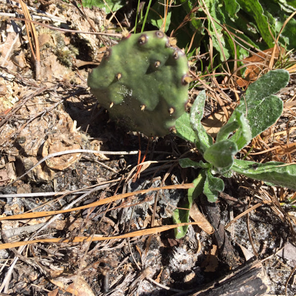 Prickly Pear Cactus | Project Noah