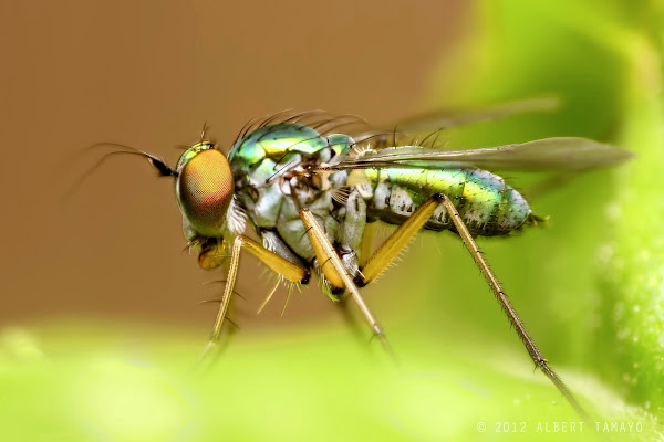 Long-legged fly | Project Noah