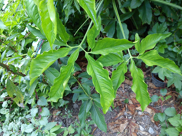 Arrowhead Plant | Project Noah