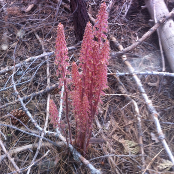 Pinedrops | Project Noah