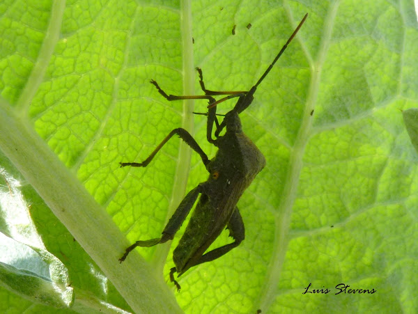Florida Leaf footed bug | Project Noah