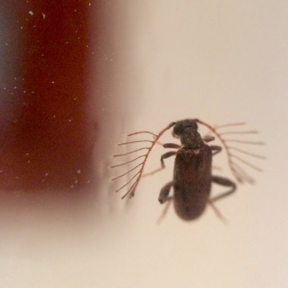 ant-like leaf beetle | Project Noah