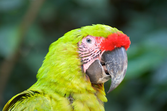 Great Green Macaw | Project Noah