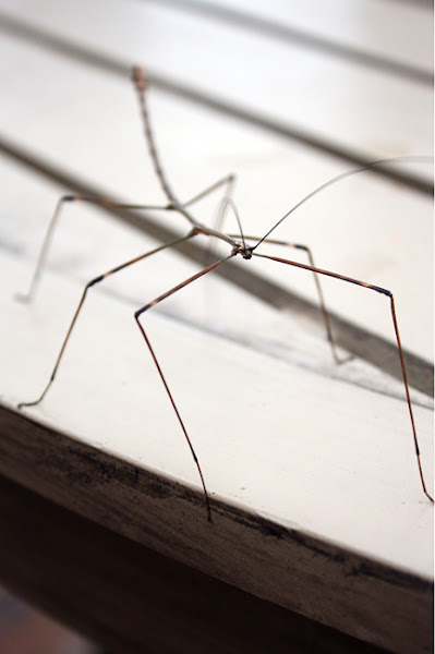 Stick Insect | Project Noah