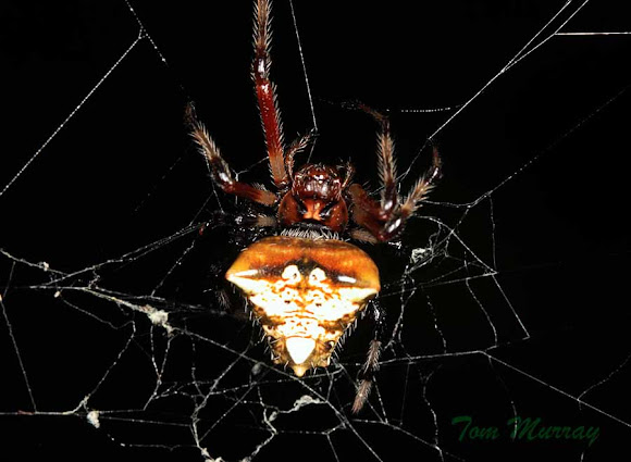 Arrow shaped spider | Project Noah