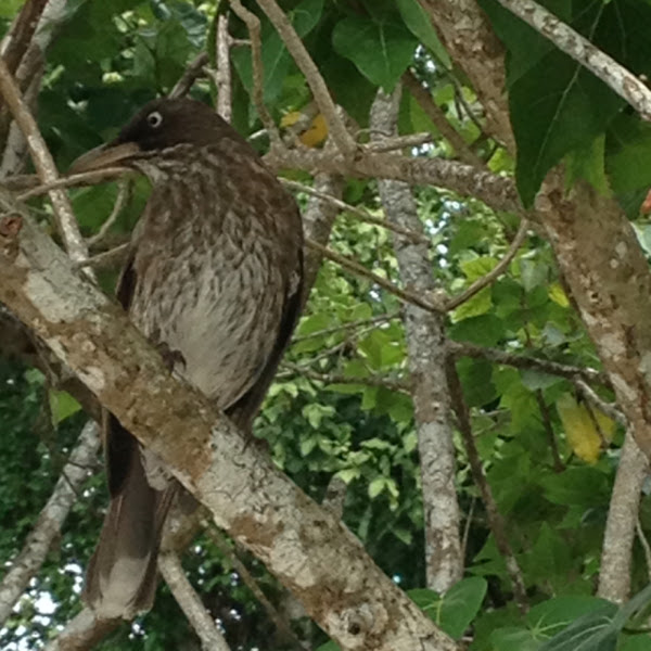 Pearly eyed thrasher | Project Noah
