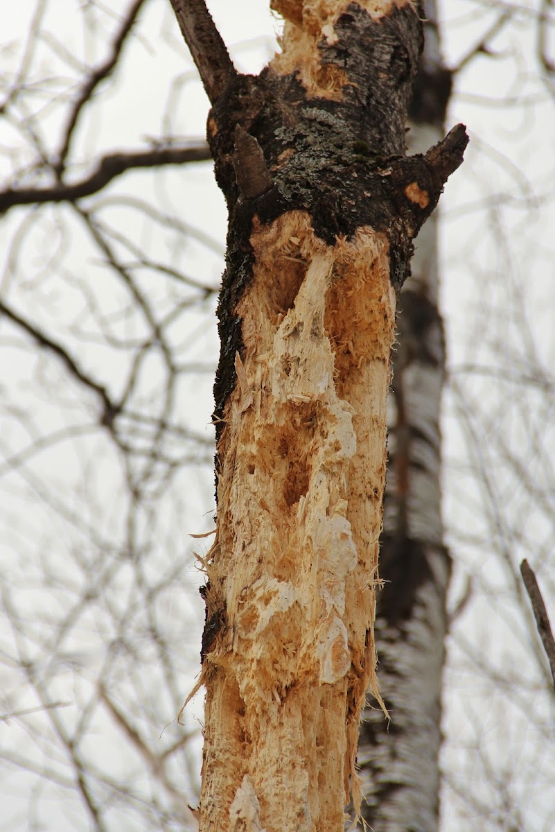 Tree "Damaged" by Woodpeckers | Project Noah