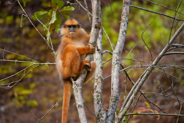 Sumatran Surili / Mitered Leaf Monkey | Project Noah