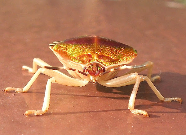 Mattiphus Shield Bug | Project Noah