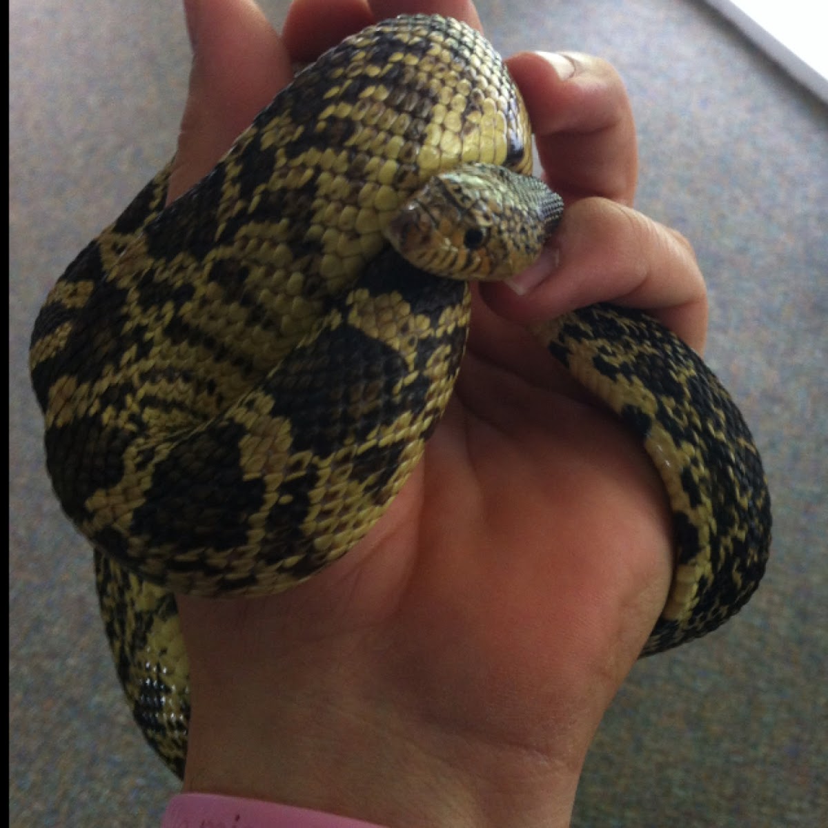 Louisiana Pine Snake | Project Noah
