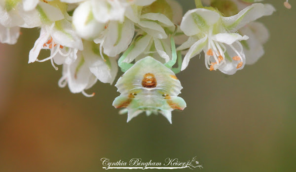 Jagged Ambush Bug nymph | Project Noah