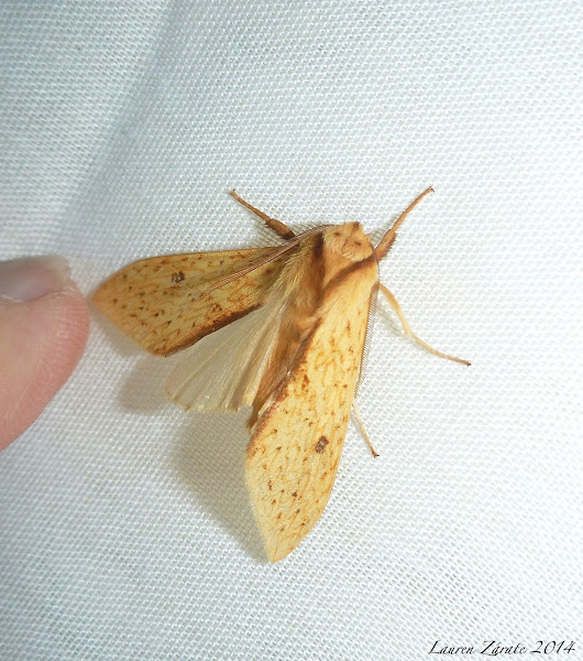 Orange Tiger Moth | Project Noah