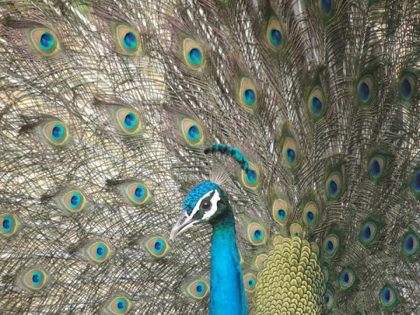 Indian Peafowl | Project Noah