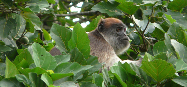 Eastern Red Colobus | Project Noah