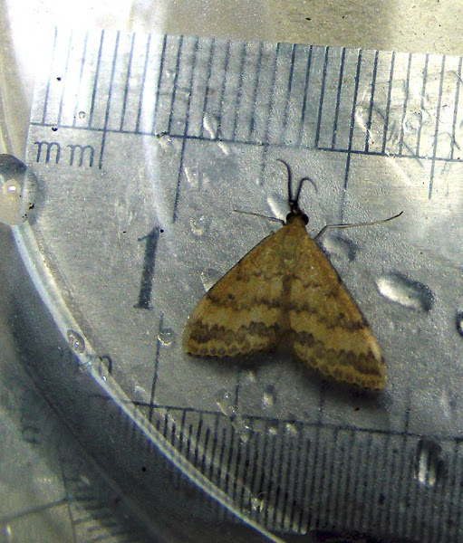 Lydia's Wave. Moth | Project Noah