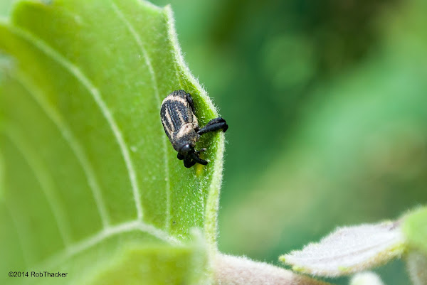 Weevil | Project Noah