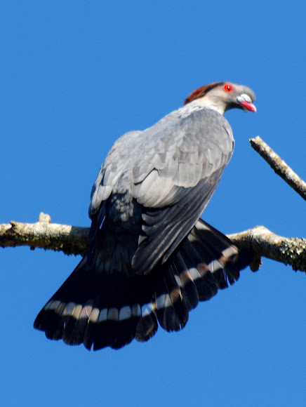 Topknot Pigeon | Project Noah
