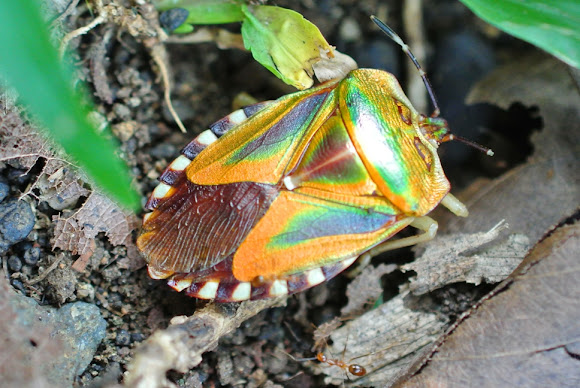 Mattiphus Sheild Bug | Project Noah
