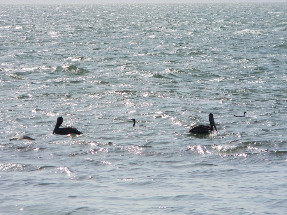 Redirecting to https://projectnoah.org/spotting/810628