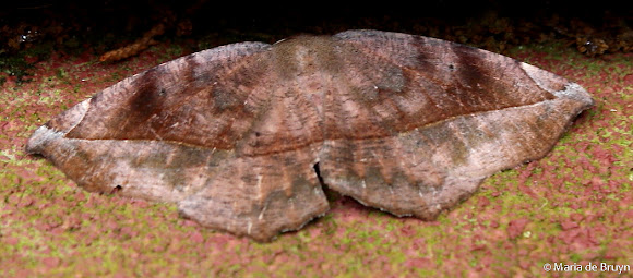 Curve-tooth geometer moth | Project Noah