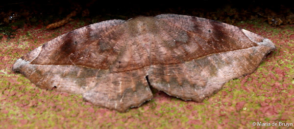 Curve-tooth geometer moth | Project Noah