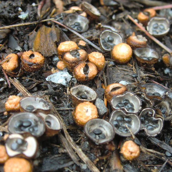 Dung-loving bird's nest | Project Noah