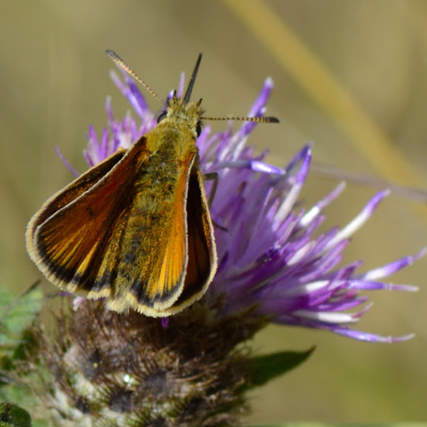 Skipper | Project Noah