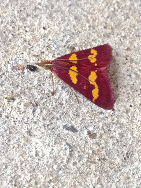 Coffee-Loving Pyrausta Moth | Project Noah