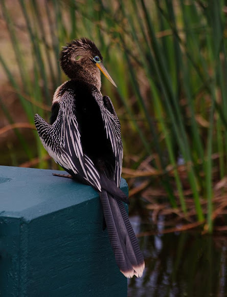 Anhinga aka Snake Bird | Project Noah