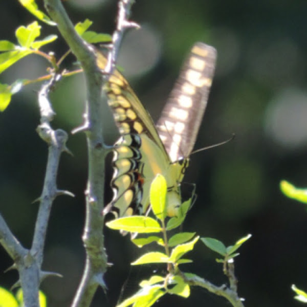 Eastern Giant Swallowtail | Project Noah