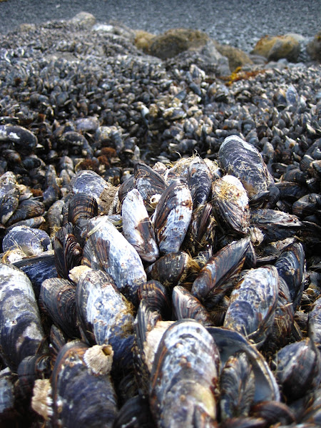 Blue Mussel | Project Noah
