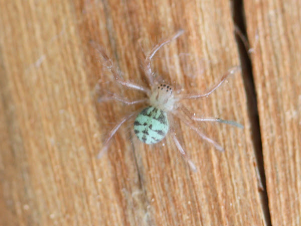 Baby huntsman spider | Project Noah