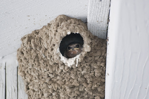 Cliff Swallow | Project Noah